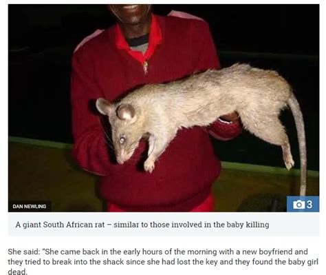 【海外発！breaking News】巨大ネズミが生後3か月の女児を食い殺す（南ア） Techinsight（テックインサイト）海外