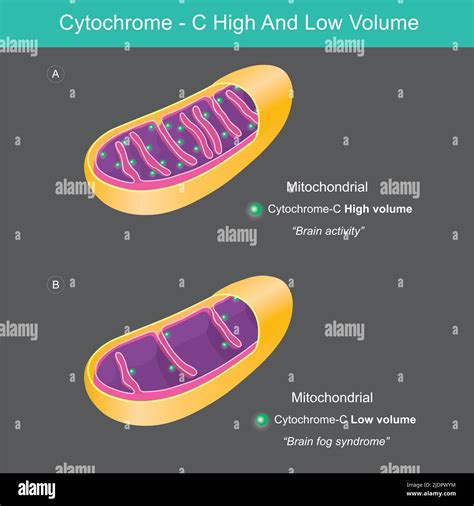 Mitochondrial Stock Vector Images Alamy