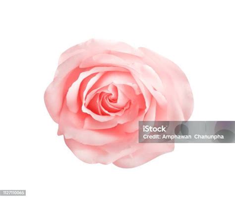 톱 보기 화려한 분홍색 장미 꽃 피는 클리핑 경로와 흰색 배경에 고립 된 아름 다운 자연 패턴 0명에 대한 스톡 사진 및 기타