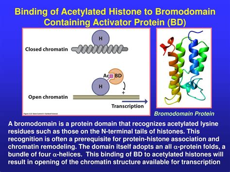 Ppt Iv The Role Of Chromatin Structure In Control Of Gene