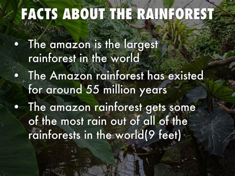Amazon Rainforest Map Facts At Aidan Dunkley Blog