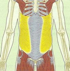 NASM Muscles Origins And Insertions Flashcards Quizlet Flashcards