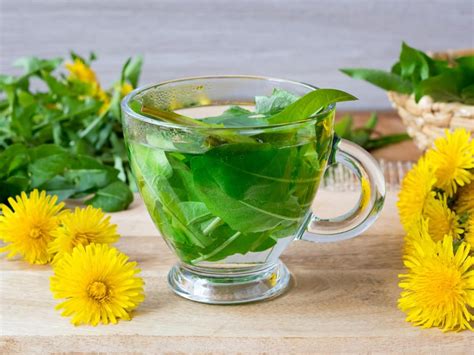 Löwenzahntee Wirkung Alles über Den Unterschätzten Wunderdrink