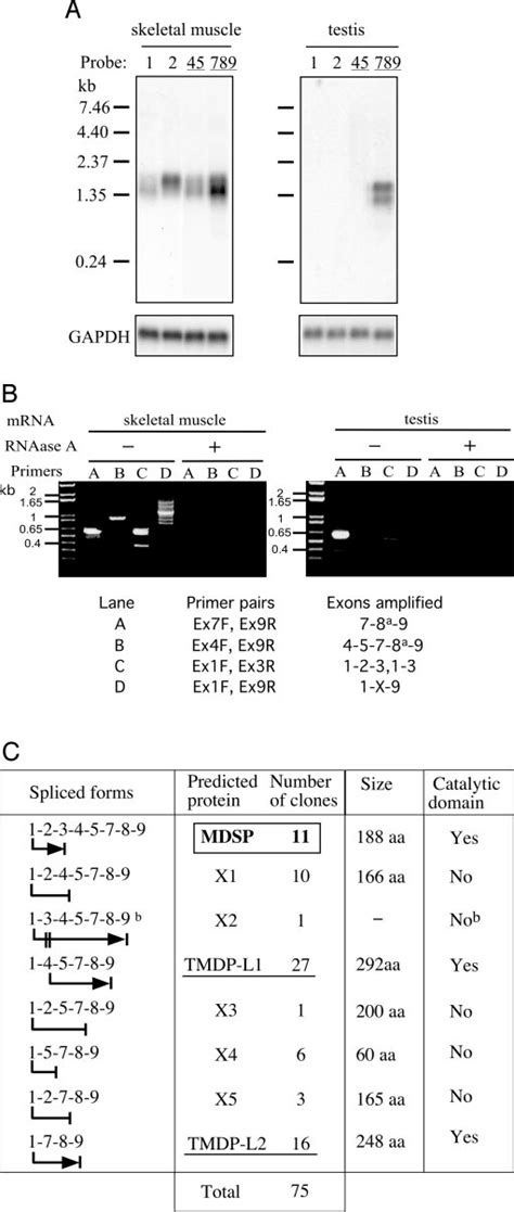 Tissue Specific Expression Of Different Exons Of The Dusp13 Locus A Download Scientific