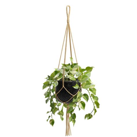 Hanging Pothos 3d Model By Allquad