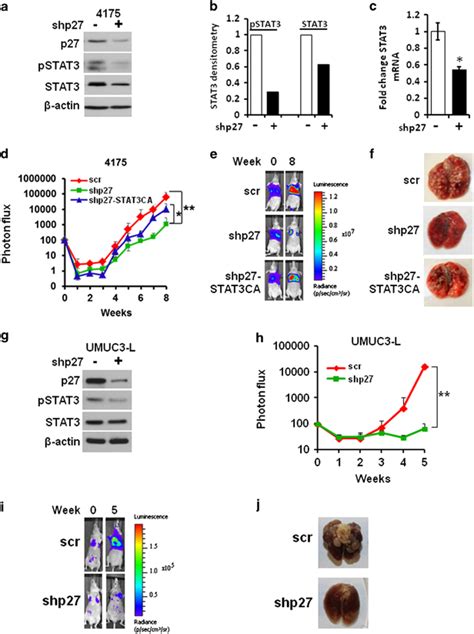 27 Knockdown Reduces Metastasis In Vivo And Is Reversed By Stat3 Ca