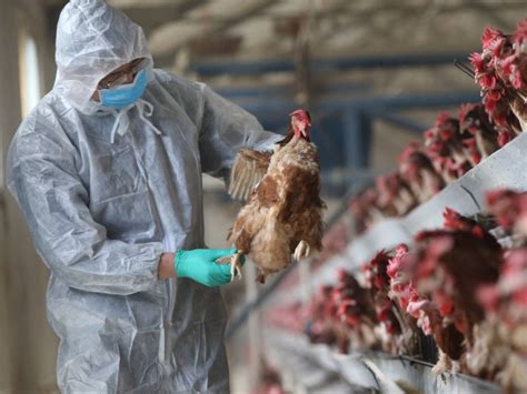 Avian Flu To Spread To More Countries Warns Experts