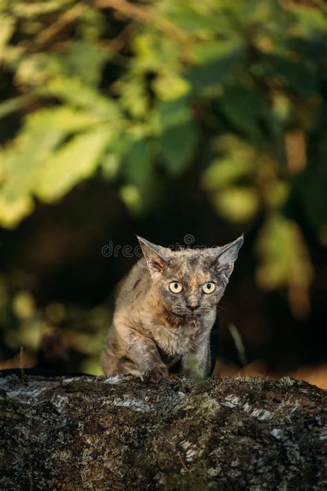 Cute Funny Curious Playful Gray Devon Rex Cat Sitting On Fallen Tree Trunk In Forest Garden