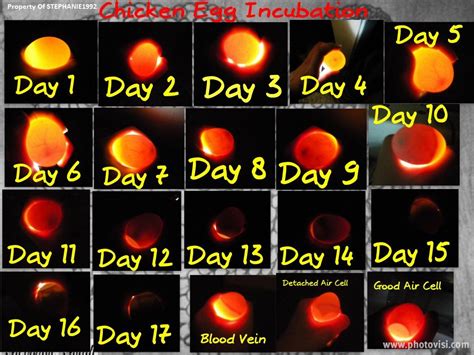Chicken Egg Candling Chart
