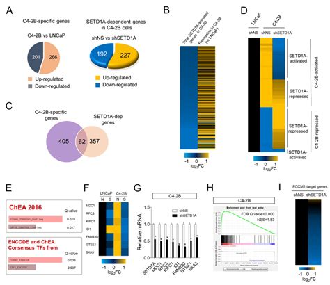 Regulation Of Foxm1 Target Genes By Setd1a In Metastatic Download
