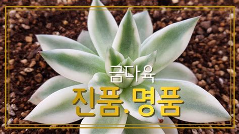 922목 1탄 진품명품 금다육금다육 달님 물 식물 다육이 화분 반려식물 꽃 흙 분갈이 Youtube