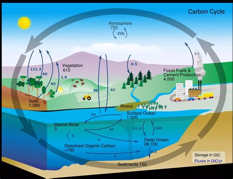 Carbon Cycle Game Science And Math Investigative Learning Experiences Oregon State University