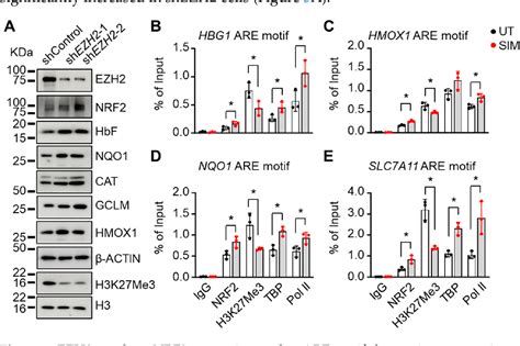 Figure 5 From Simvastatin Mediated Nrf2 Activation Induces Fetal Hemoglobin And Antioxidant