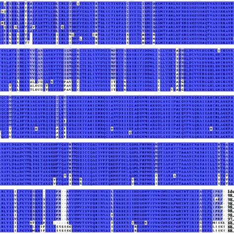 Multi Sequence Alignment Of Pyruvate Kinase Of Different Species Genes Download Scientific