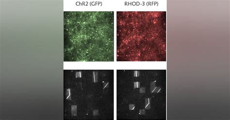 Optical Stimulation Connects Electrical And Biological Neurons Laser Focus World