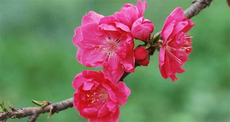 悦读林清玄 桃花心木双语 others plant to