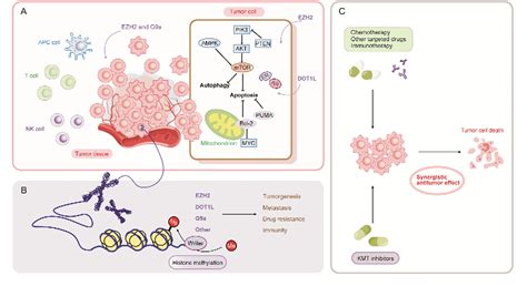 Figure 1 From Novel Insights Into Histone Lysine Methyltransferases In