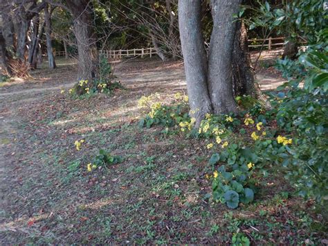 休暇村紀州加太近くの深山砲台跡までサイクリングし、ツワブキが満開の砲台跡をハイキング なかむらさんの高森山・四国山・学文字山の活動データ