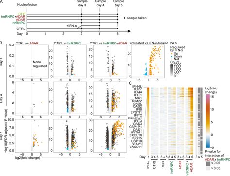 Rna Seq Analysis Of Gene Expression Confirms Global Isg Induction A