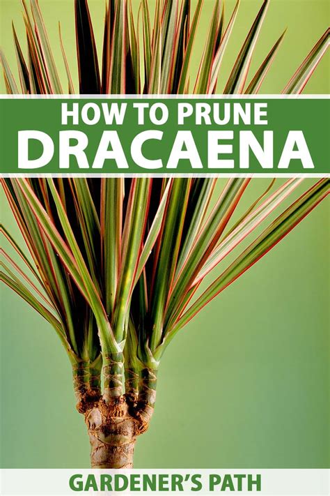 When And How To Prune Dracaena Gardeners Path