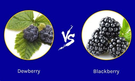 Dewberry Vs Blackberry Is There A Difference