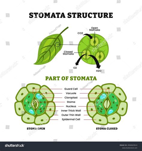 Stomatal Complex Open Closed Stoma Stomata Stock Vector Royalty Free 2592623513 Shutterstock