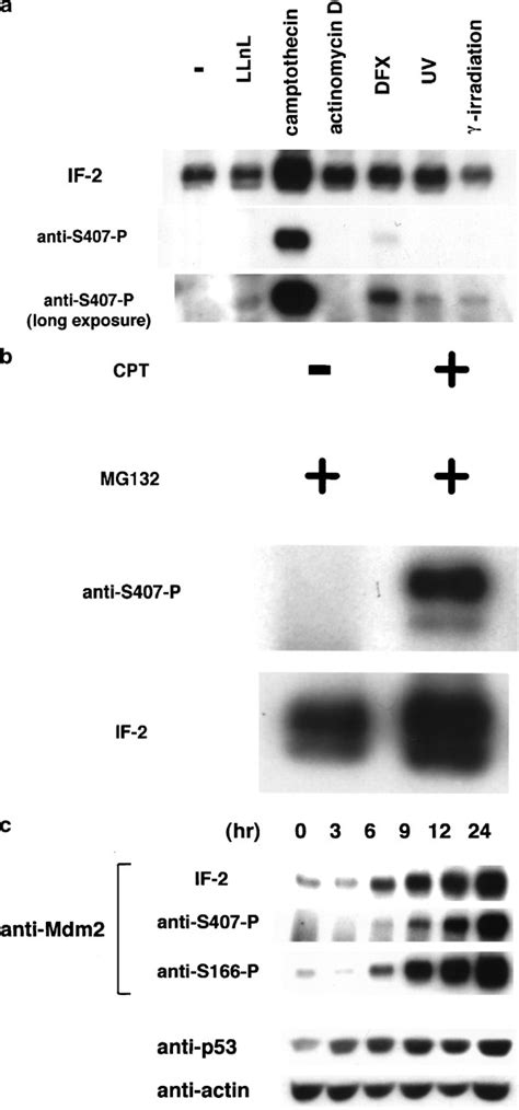 Functional Role Of Mdm2 Phosphorylation By Atr In Attenuation Of P53