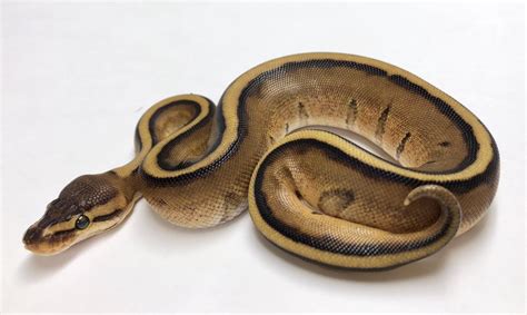 Genetic Stripe Ball Python Traits Morphpedia