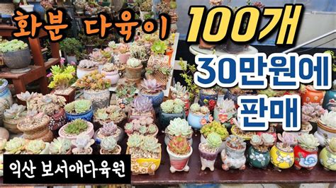 판매완료다육이 100개 30만원에 판매합니다 ㅣ 전북 익산 보서애다육원 ㅣ 다육이 키우기 ㅣ 다육이 판매 ㅣ신쌤의다다육선