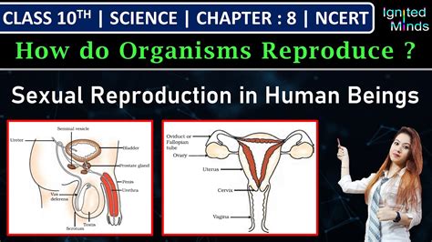 Reproduction In Human Beings