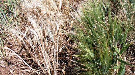 Genetics Offer Insight Into Crown Rot Disease Severity Groundcover