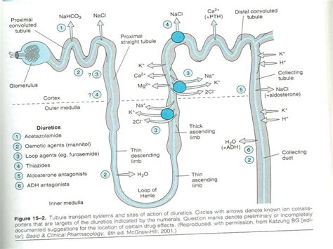 Diuretics Its Classification And Pharmacologyppt Blood Disorders