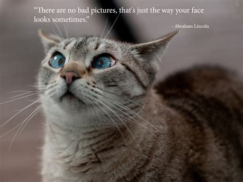 25 Best Cat Quotes That Perfectly Describe Your Kitten