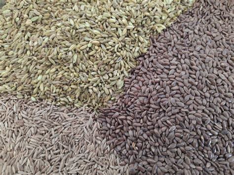 Healthy Funnel Seed Or Saunf Stock Photo Image Of Green Foeniculum