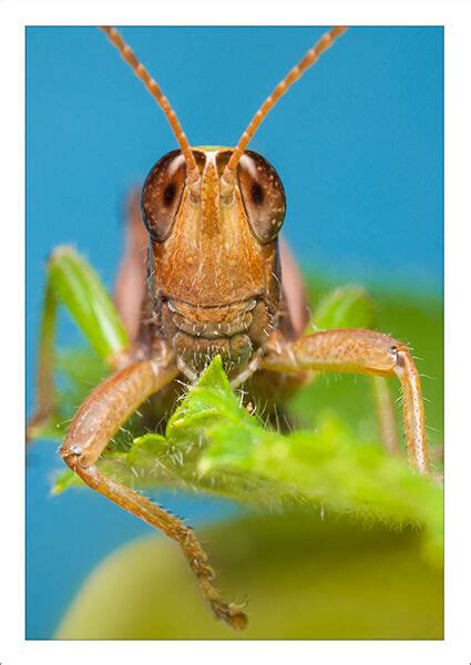Grasshopper Patrick Zephyr Photography
