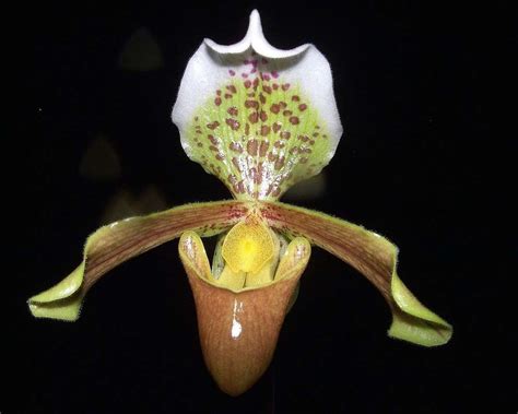 Paphiopedilum Insigne Orchid Alchemy