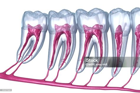 치과 뿌리 해부학 엑스레이 보기 의학적으로 정확한 치과 3d 일러스트레이션 구강에 대한 스톡 사진 및 기타 이미지 구강