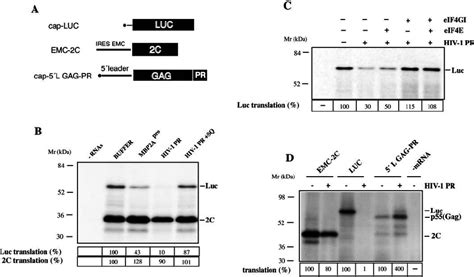 Effects Of Eif4g Cleavage By Hiv 1 Pr On Cap Dependent And Ires Driven