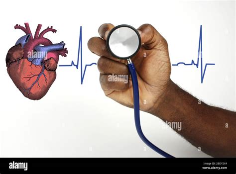 Heart And Arteries Hi Res Stock Photography And Images Alamy