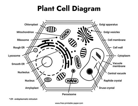 Plant Cell Diagram Free Printable
