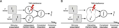Possible Stages Of TMS Interference A The Consecutively Presented Download Scientific