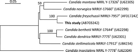 phylogenetic trees constructed using the d1 d2 26s rdna sequences of