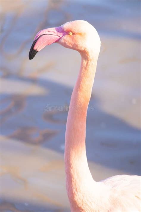 Flamingo With Curved Neck Stock Image Image Of Pink Grass 7647549