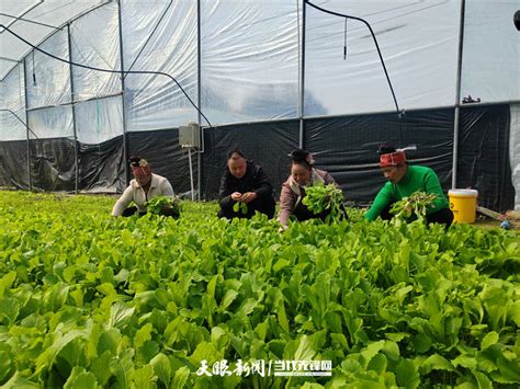 台江：“移动人才服务团”赋能产业振兴发展旧州指导