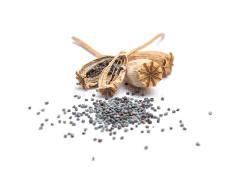 Dry Poppy Heads With Seeds In Field Space For Text Banner Design