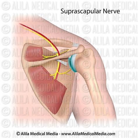 Alila Medical Media Trigger Points And Referred Pain Patterns For The Supraspinatus Medical