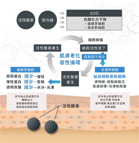 高功能的生物材料 Stem Cell 幹細胞培養液 Cytologics Pharmaceutical Limited