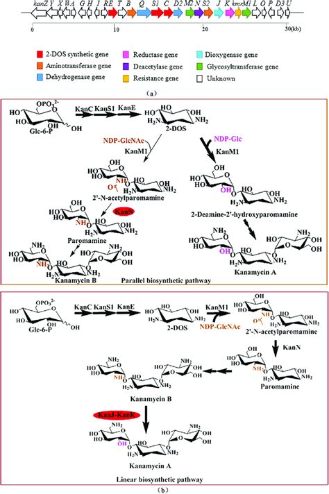 Kanamycin Biosynthetic Gene Cluster And Proposed Kanamycin Biosynthetic
