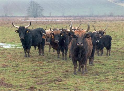 Heck Cattle Alchetron The Free Social Encyclopedia