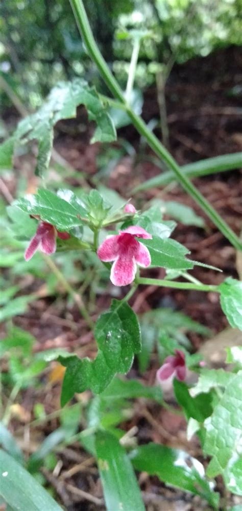 森戸川渓谷マネキグサの花が見頃を迎えました しゅんの花歩き